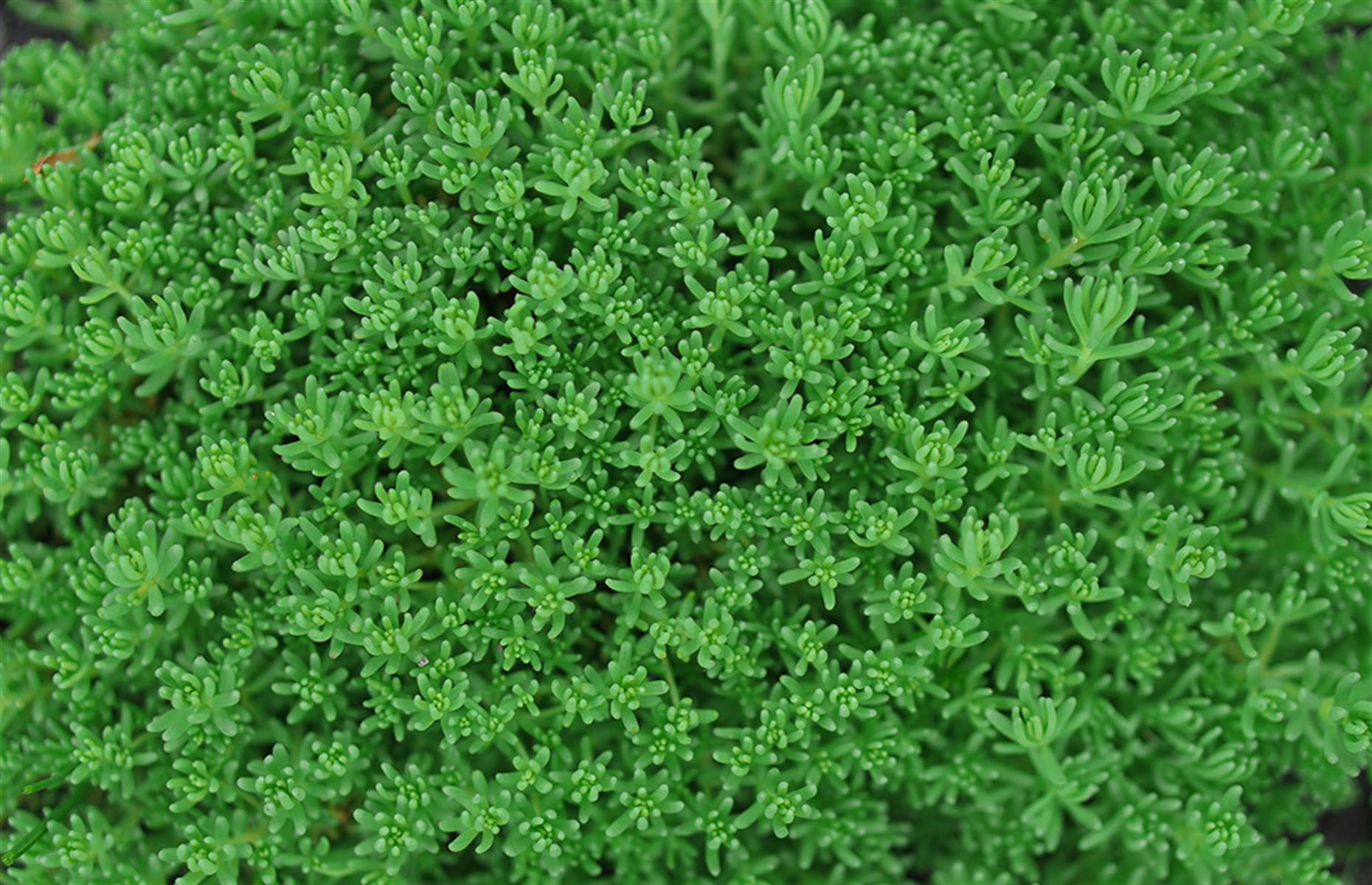12 plants that can seriously damage your home – and your health