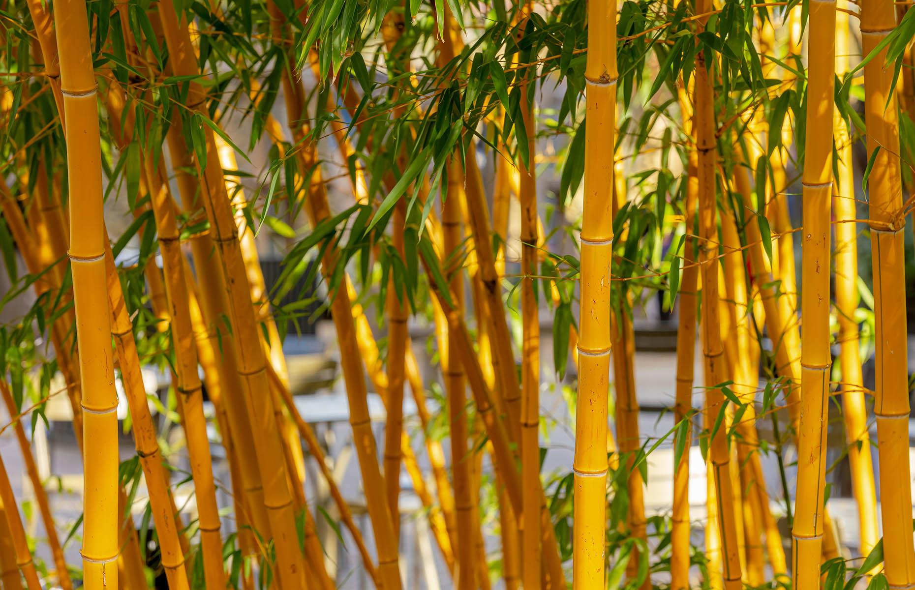 12 common plants that can harm your home, health