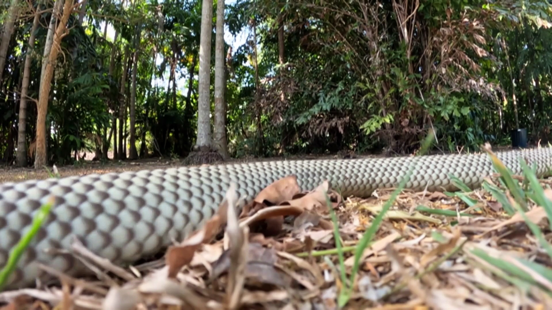 Woman's snake bite death in Katherine sparks warnings against complacency