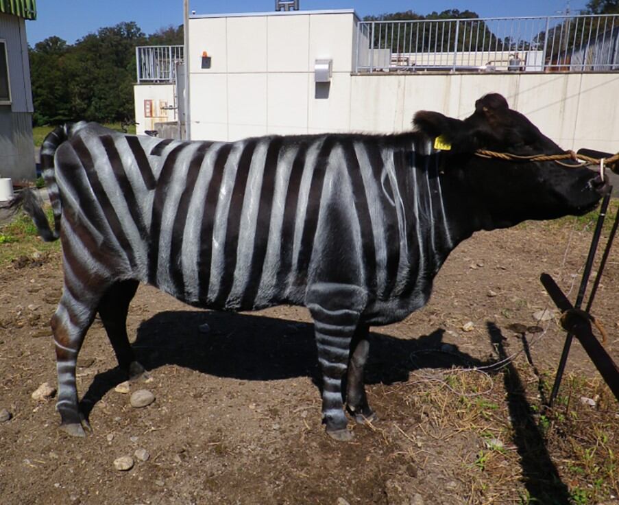 Japanese Team Wins Ig Nobel for Zebra-Striped Cows