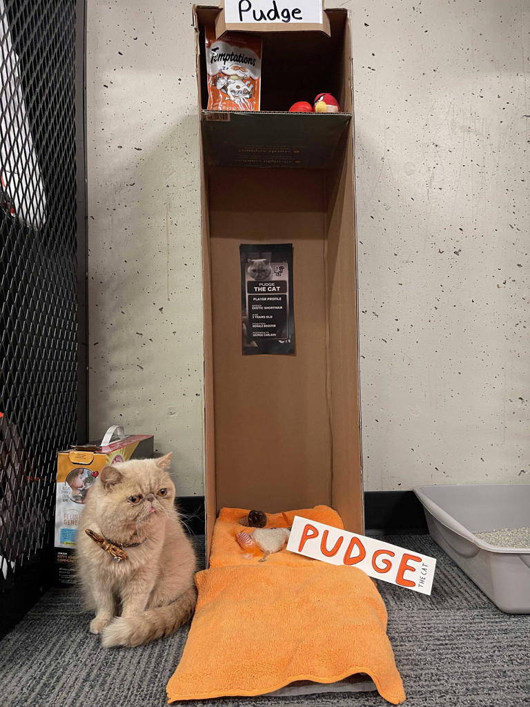 UofL rolls out the red carpet for Pudge the Cat ahead of game against ...