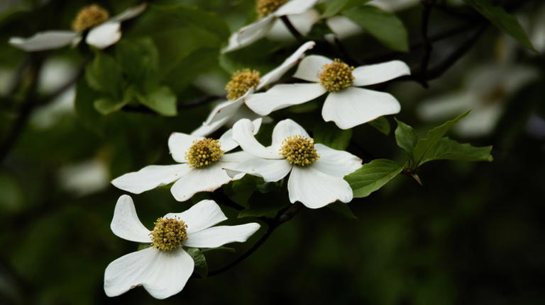 18 Trees That Deliver Continuous Blooms For Year-Round Color