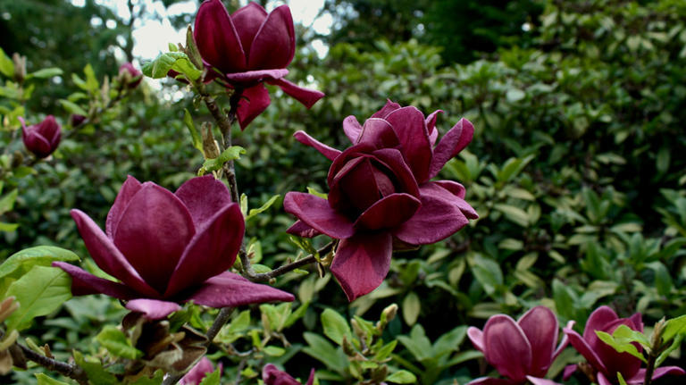 18 Trees That Deliver Continuous Blooms For Year-Round Color