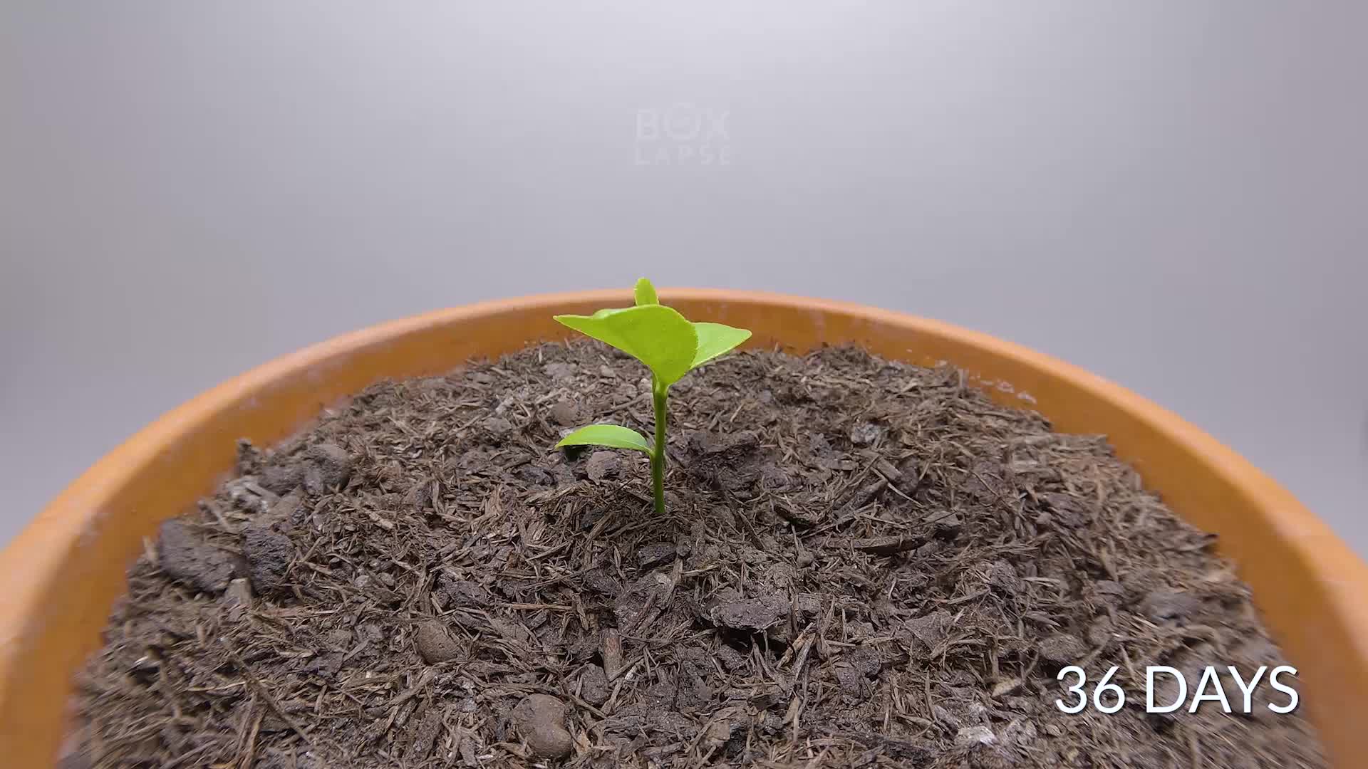 From seed to lemon tree – 165-day time-lapse