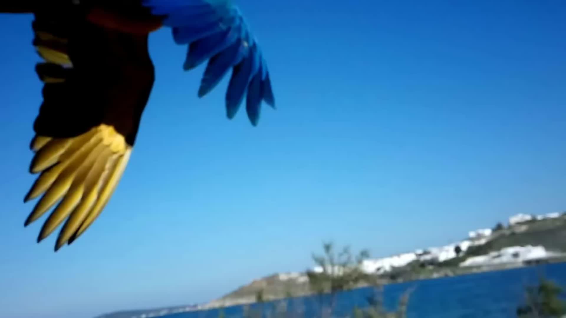 Macaw Bird Races Motorcycle