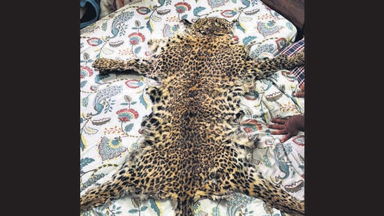 Leopard skin seized, two wildlife traffickers arrested in inter-state ...