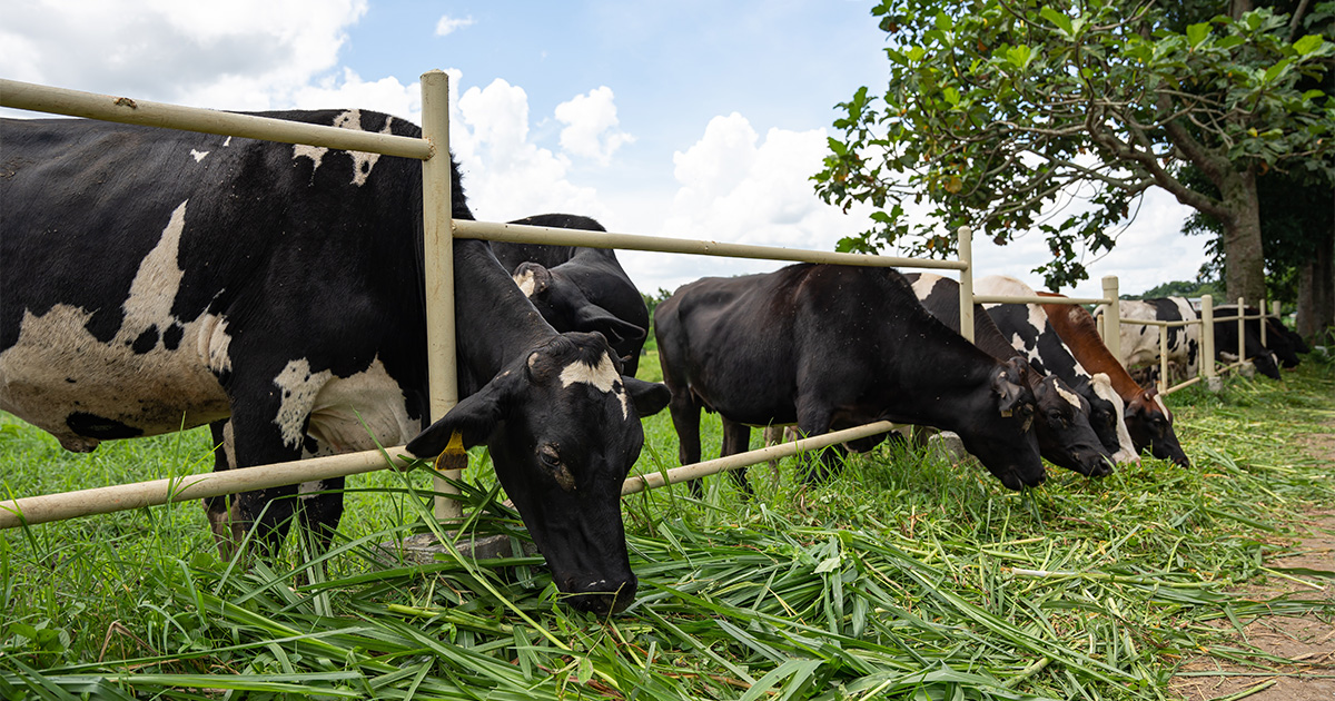PAWS slams reported plan to slaughter 100 cows for Davao prayer rally