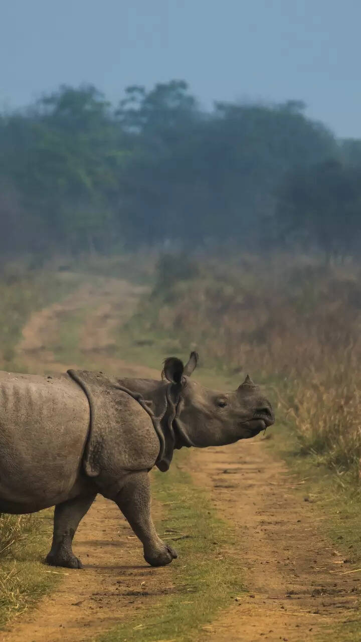 8 places in India to see rhinos in the wild