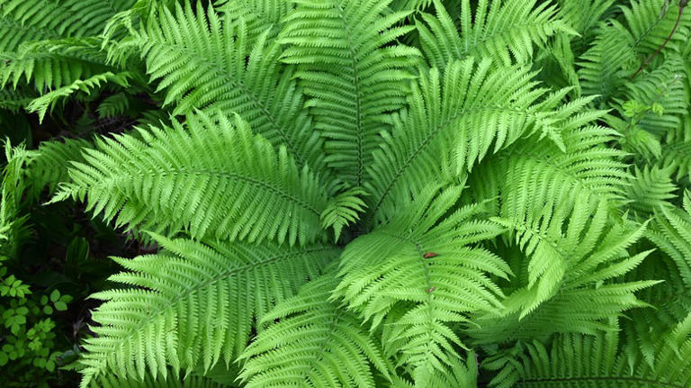 28 Shade-Loving Ferns That Make Dark Gardens Come Alive