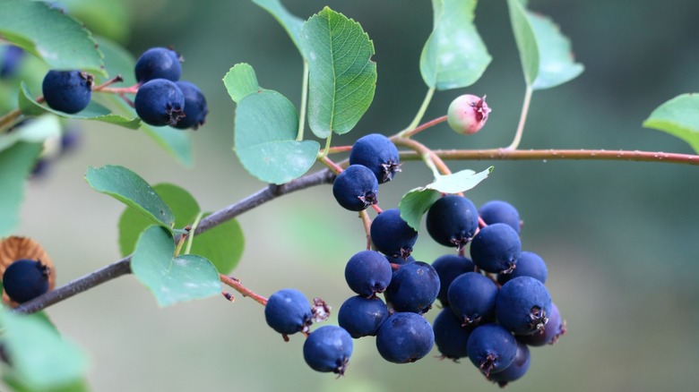 Shrubs & Trees That'll Keep Robins Visiting Your Yard Year-Round