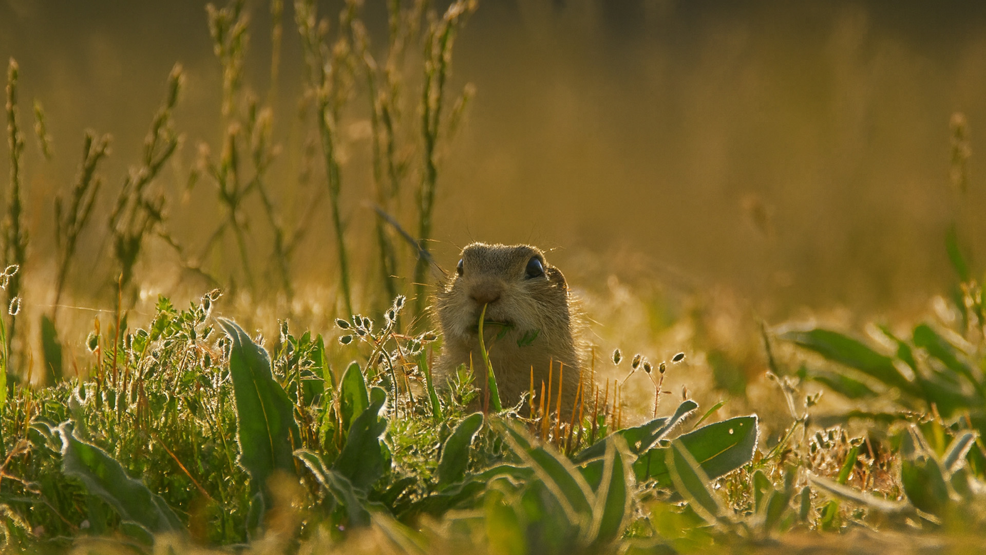 Rodent Eating Grass on the Ground