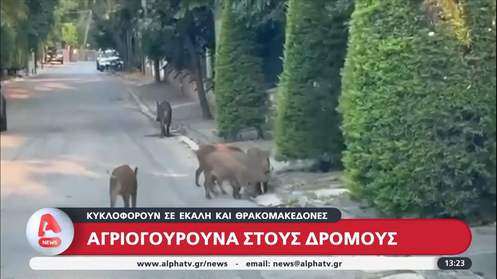 Αγριογούρουνα στους δρόμους κυκλοφορούν σε Εκάλη και Θρακομακεδόνες