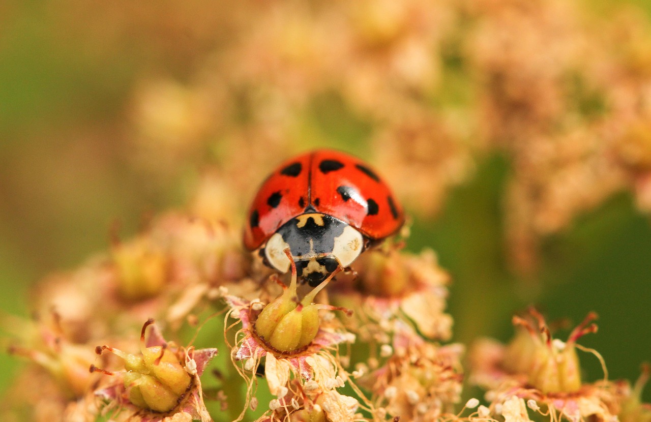 How Invasive Species Are Reshaping Ecosystems Under Climate Stress