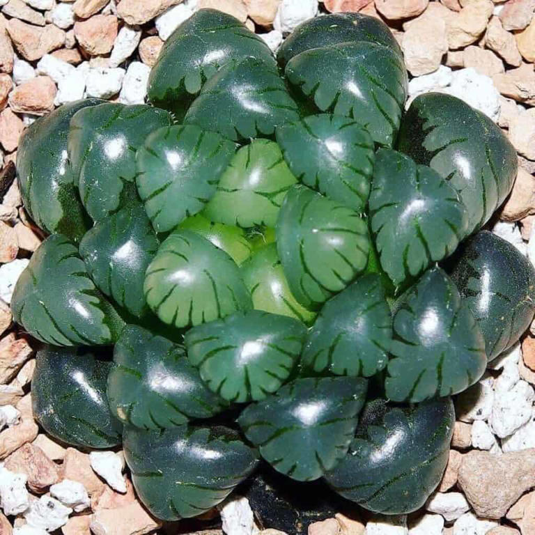 List of Top 10 Glowing Plants in the World