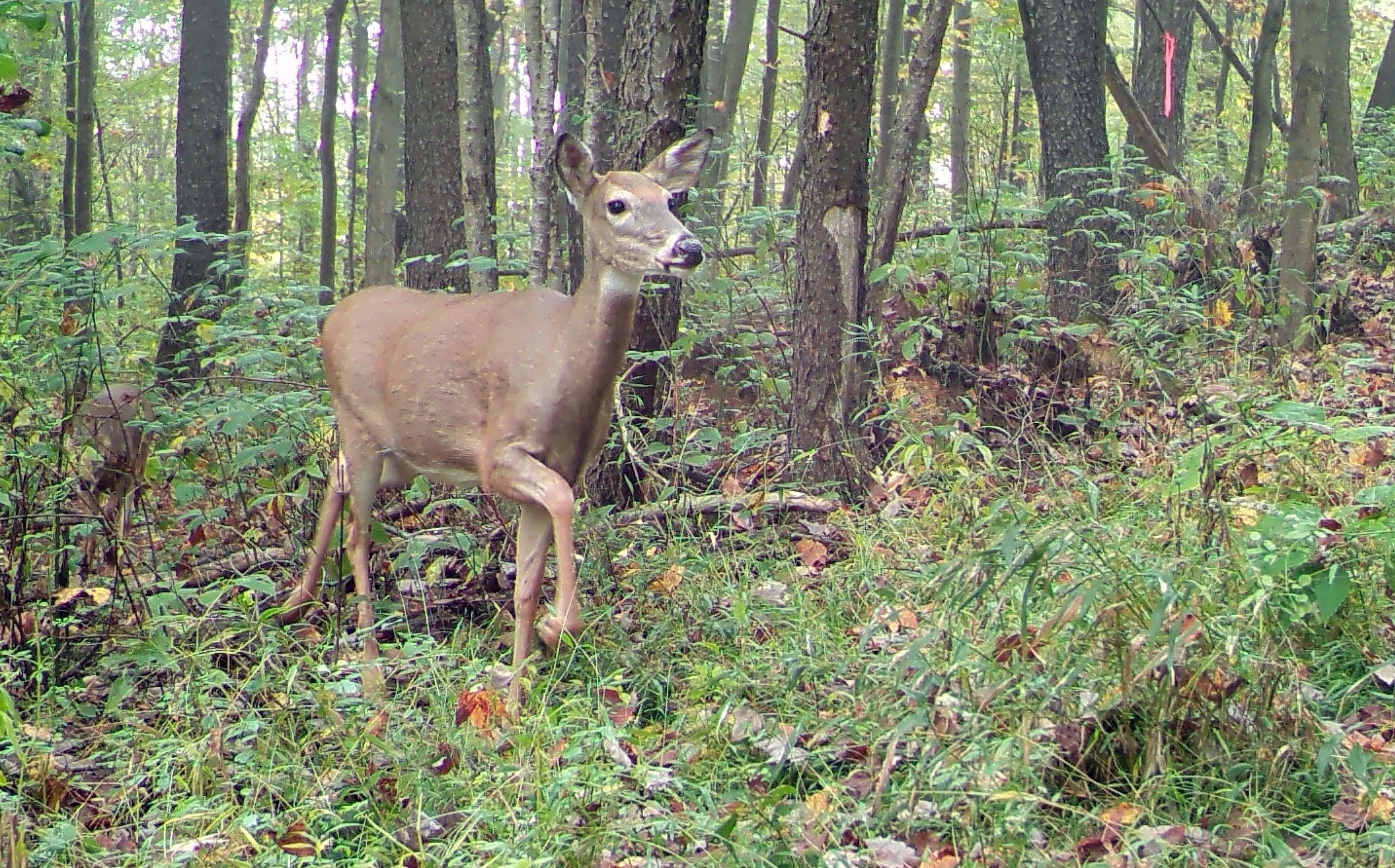 Kentucky deer season is here for 2025. What to know about dates and ...