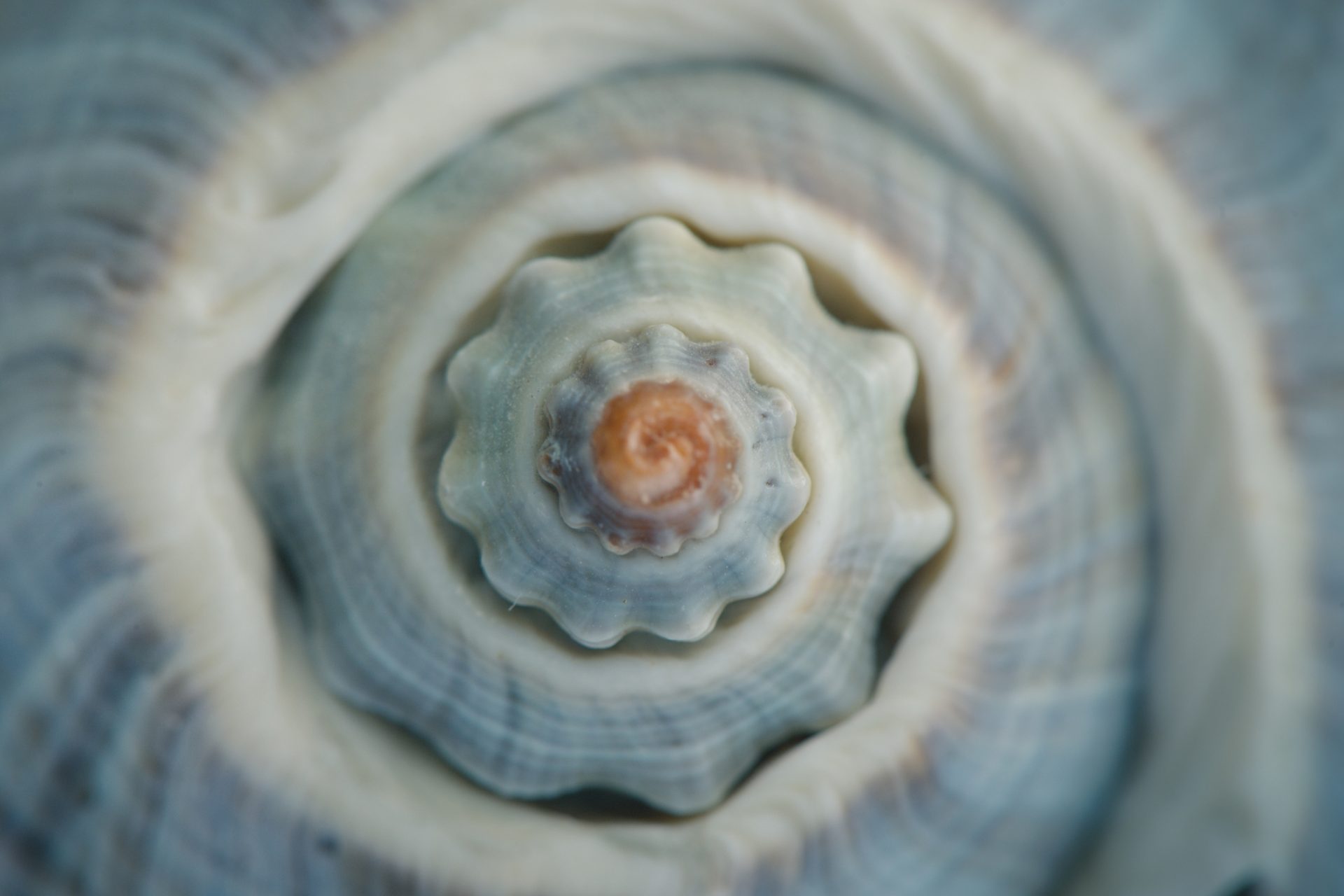 The math behind nature's harmonious shapes