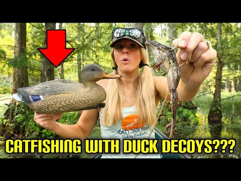 Duck decoys tested for catfishing success and cook