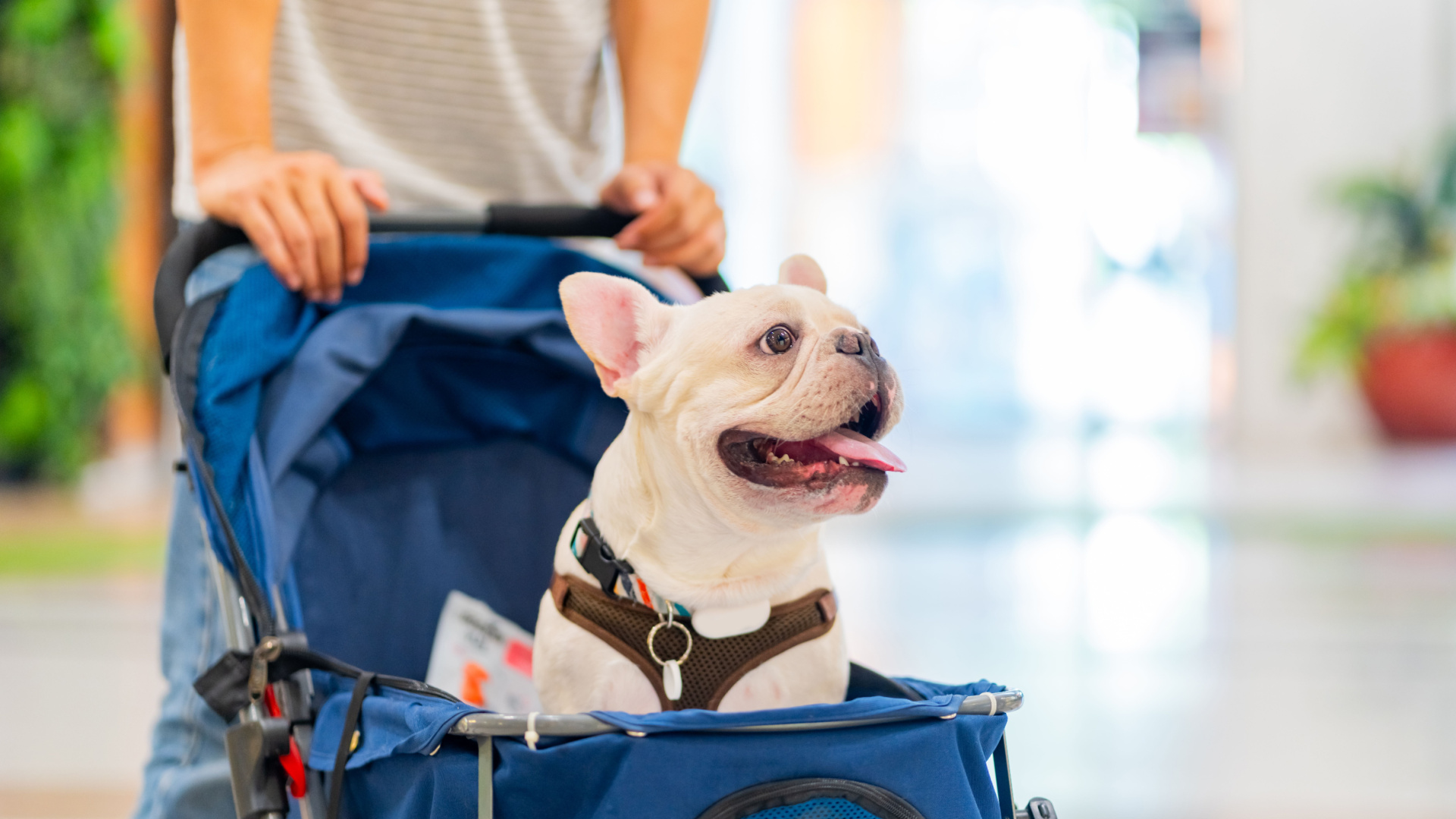 How To Choose The Right Pet For My Lifestyle?