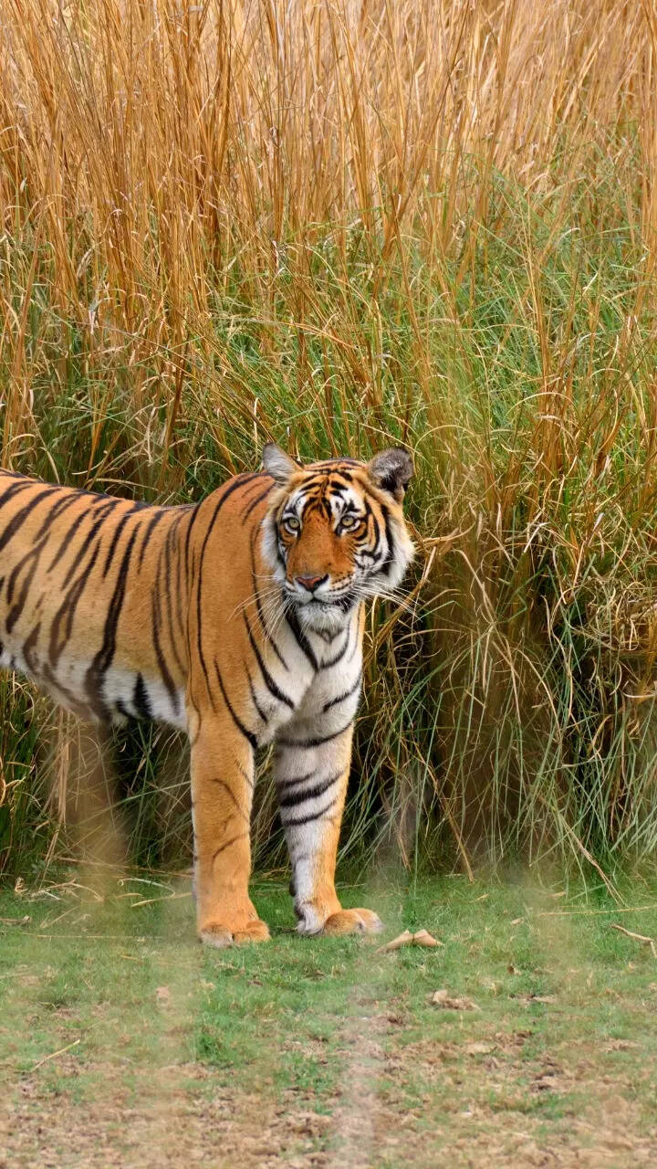 10 national animals and the countries they represent