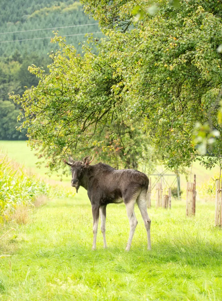 OÖ: Elch "Emil" schaute sich in Kremsmünster um