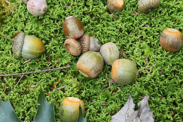 Afield: Drought, Sunday hunting and more fall updates for PA anglers ...