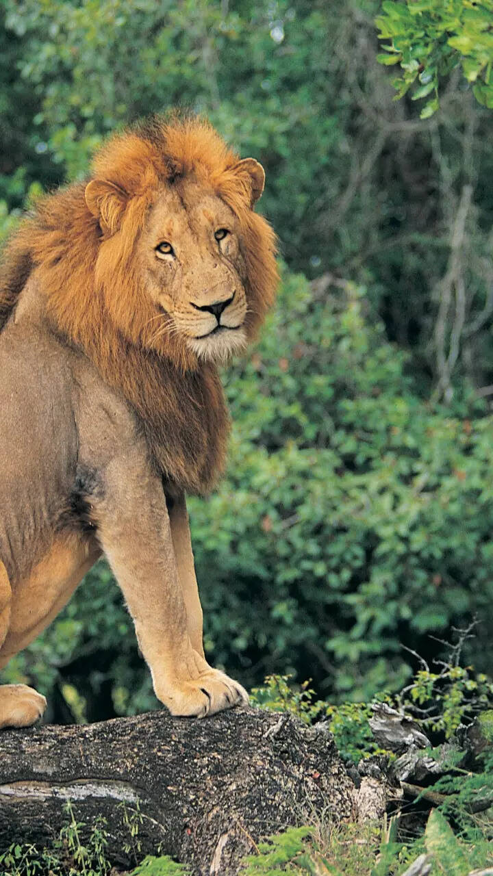 10 national animals and the countries they represent