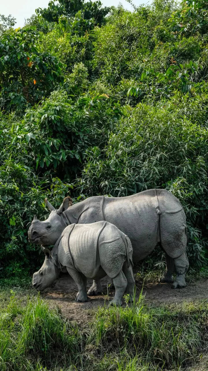 8 places in India to see rhinos in the wild