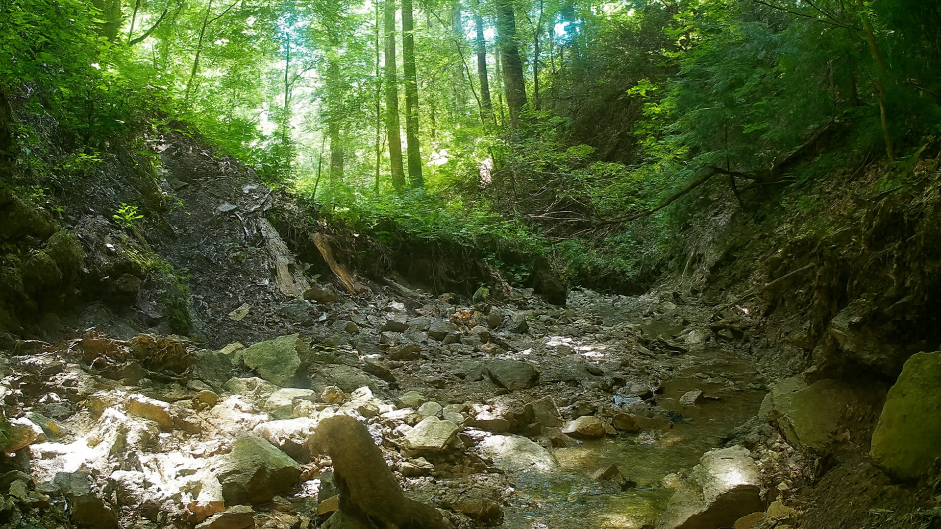 Hidden River Cam Captures Wildlife in Action