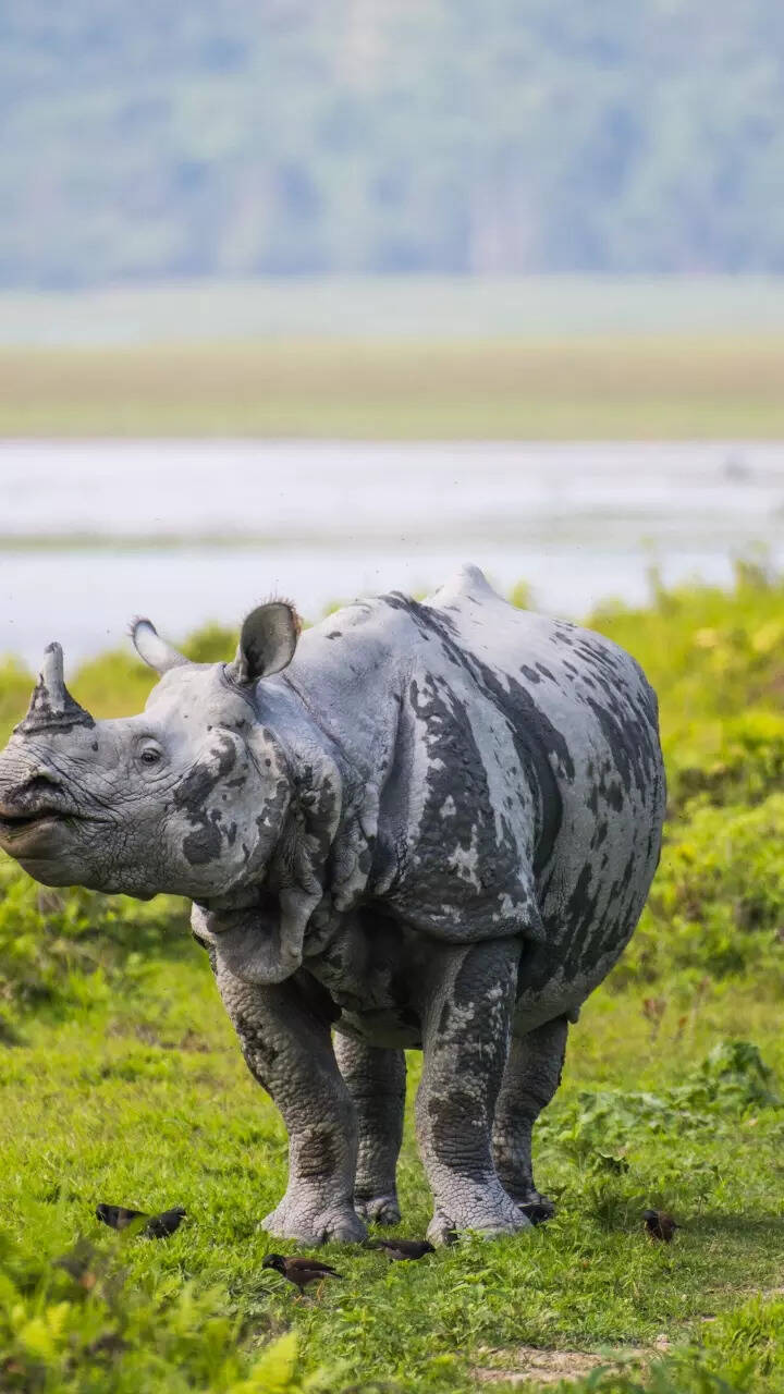 8 places in India to see rhinos in the wild