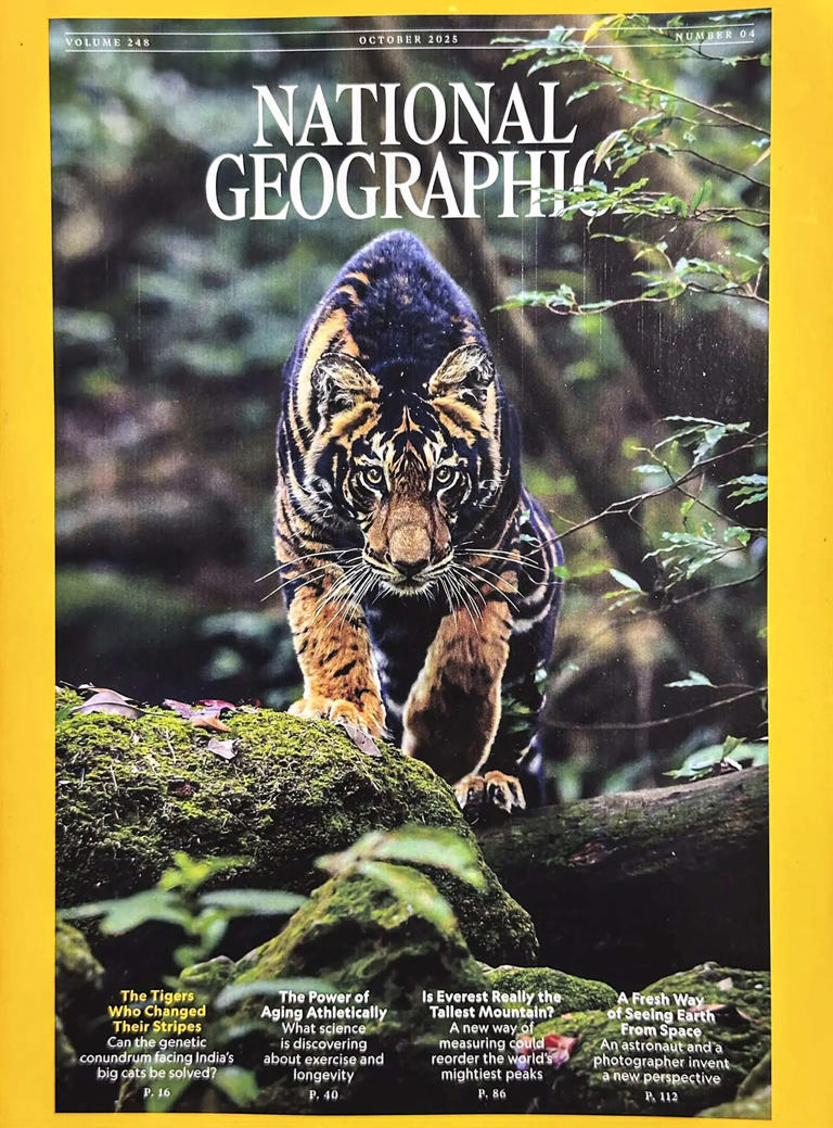 How a rare black tiger from India’s Similipal became National ...