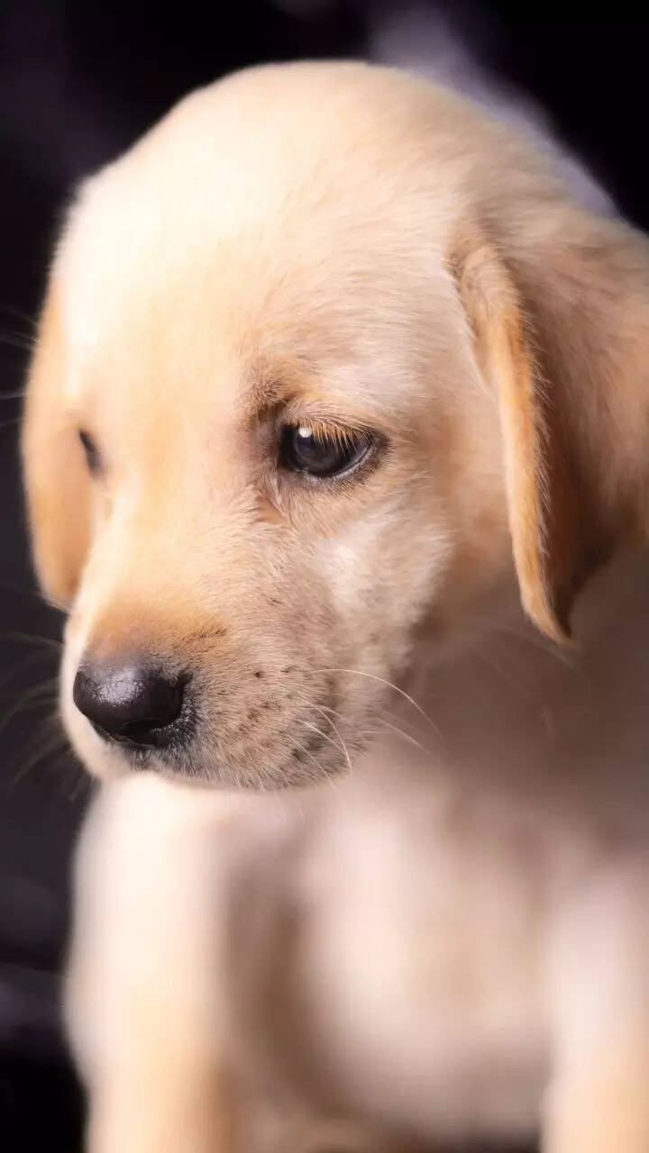 10 things to know before getting a Labrador Retriever puppy