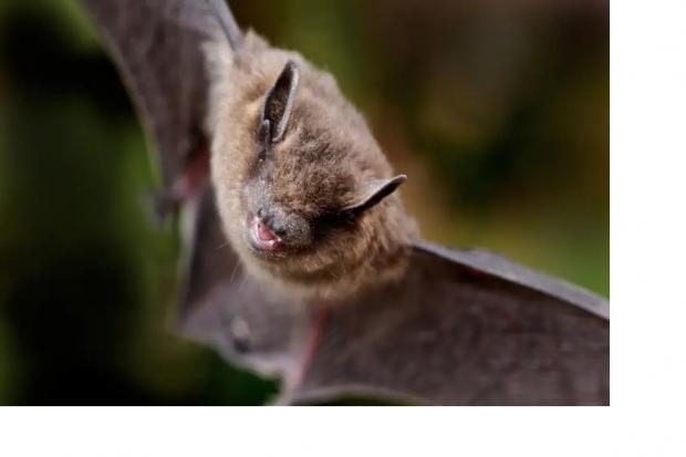Guided walk and story time to reveal secret world of bats