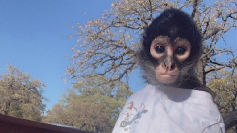 North Texas police sergeant says spider monkey bit him; quarantine ...