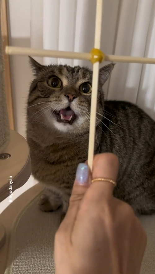 What Happens When You Try Cat Exorcism?
