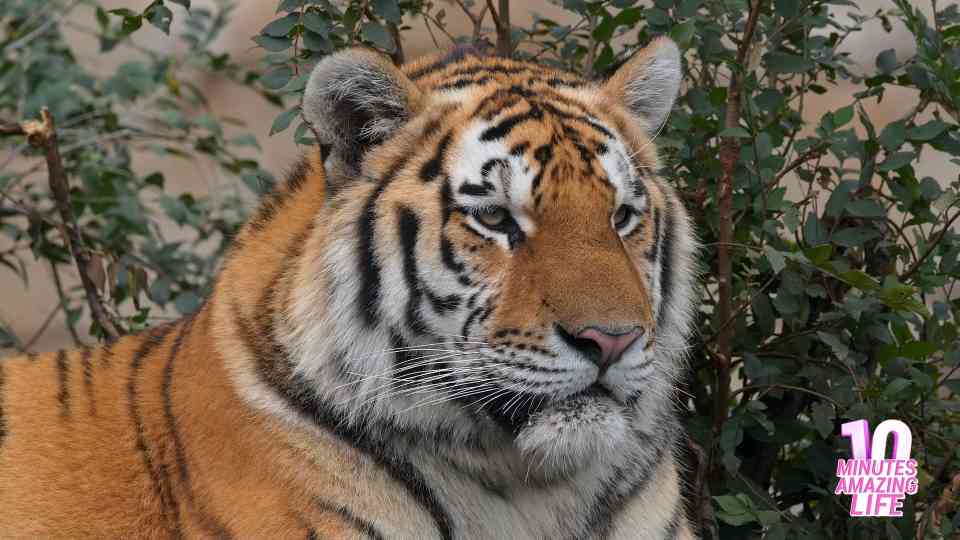 Siberian tiger resting near green leaves