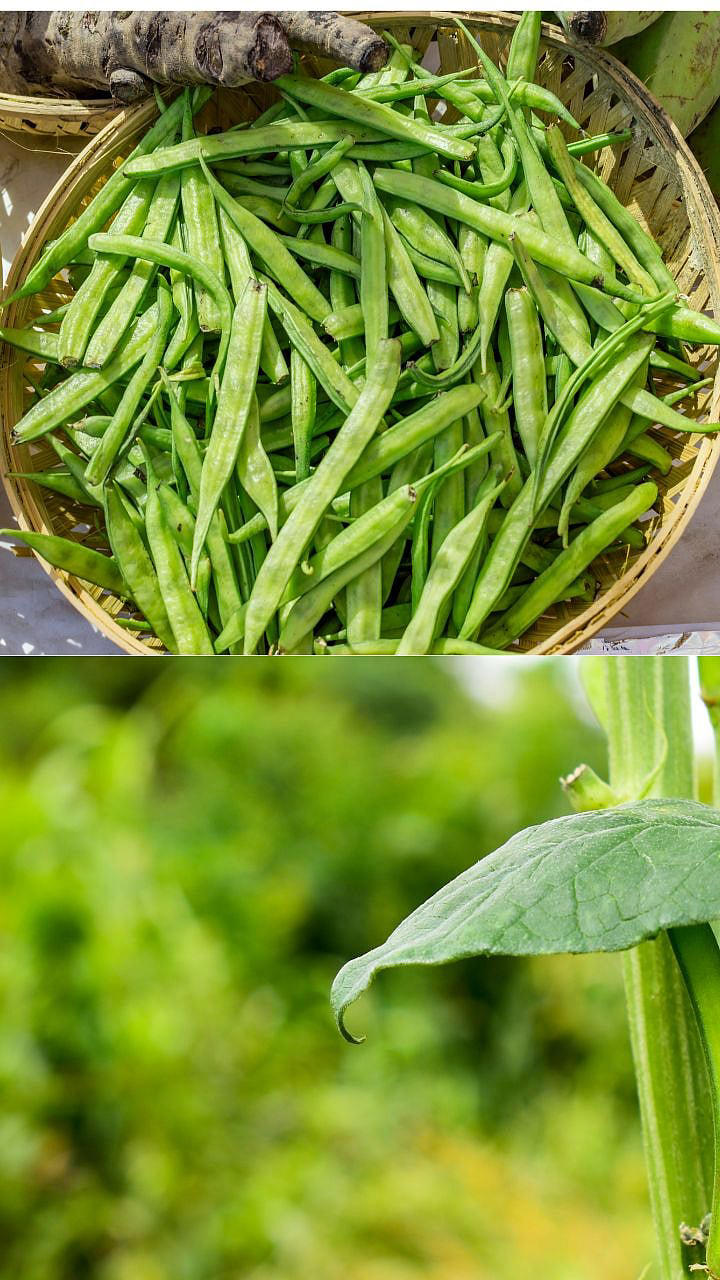 Cluster Beans Benefits | गवार भाजी खाण्याचे ९ आरोग्यदायी फायदे: जाणून ...