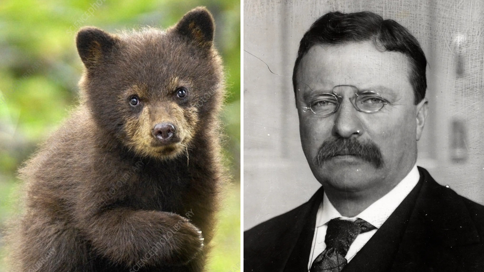 National Teddy Bear Day: How the Teddy Bear Was Invented and Loved ...