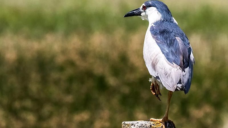 Spain tightens measures due to H5N1 bird flu cases spotted in Andalusia