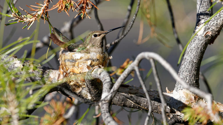 How To Create A Hummingbird Nest Box That Attracts These Colorful ...