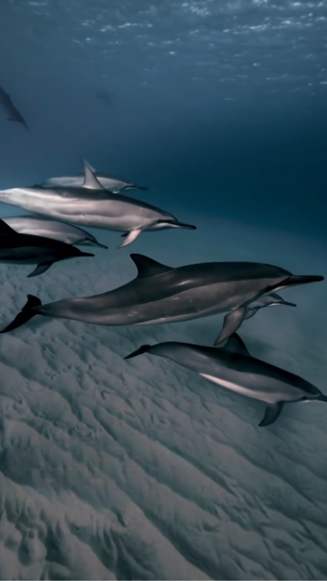 Underwater Music Experience – Living the Dream at Sea
