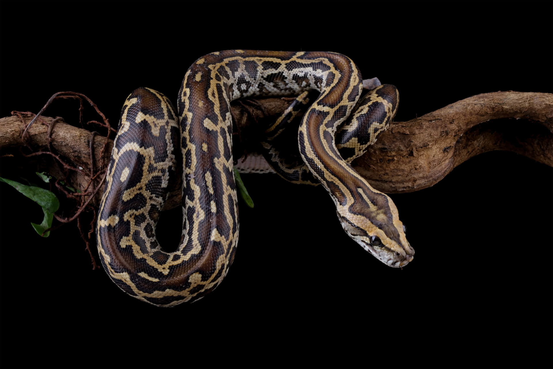 Des faits étonnants sur les serpents que vous ne connaissiez ...