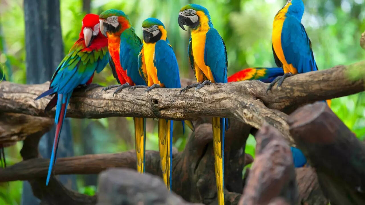 How to tell if your parrot is stressed: 6 warning signs every owner ...