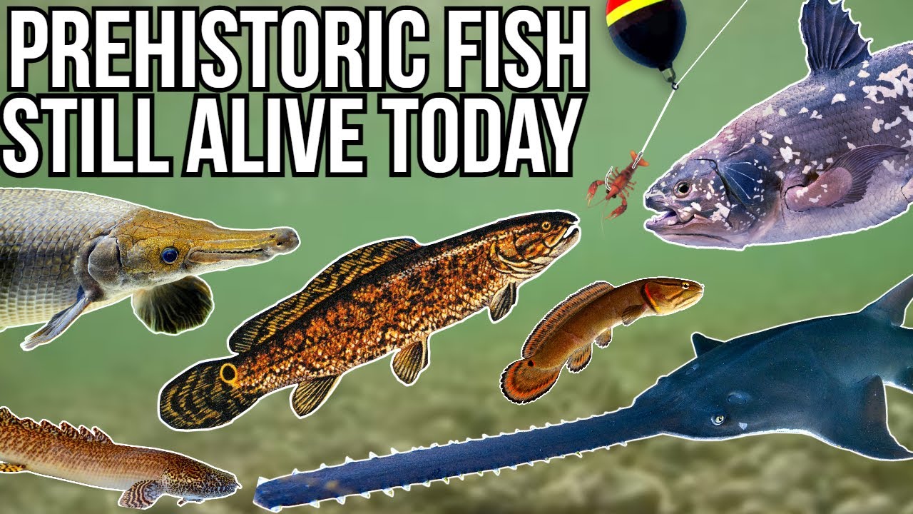 5 Prehistoric Fish Alive Today - Nature’s Living Dinosaurs