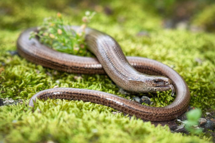 Snakes that live in the garden and how to identify them