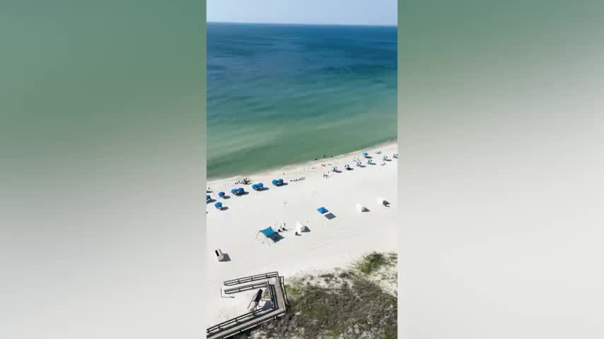 Sharks Gather On Alabama Beach
