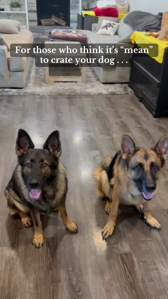 Why Crate Training Was the Best Thing We Did for Our Dogs