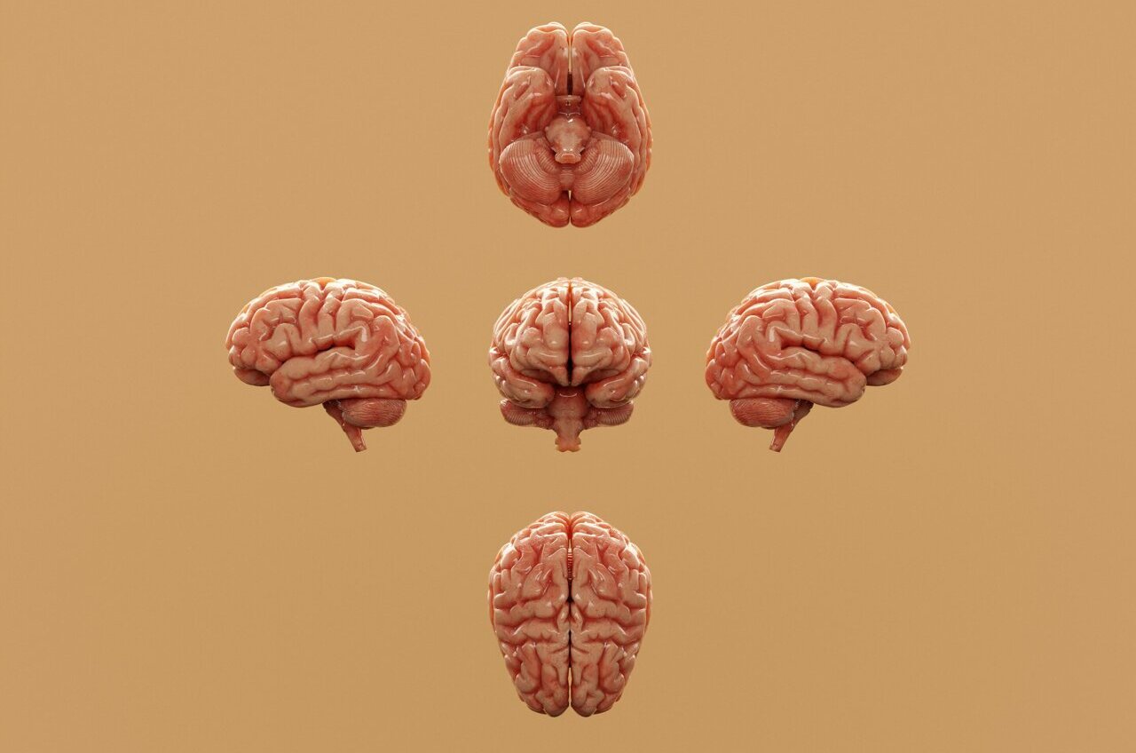 How evolution explains autism rates in humans