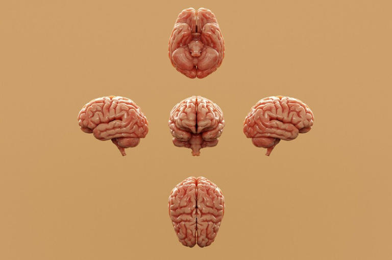 How evolution explains autism rates in humans