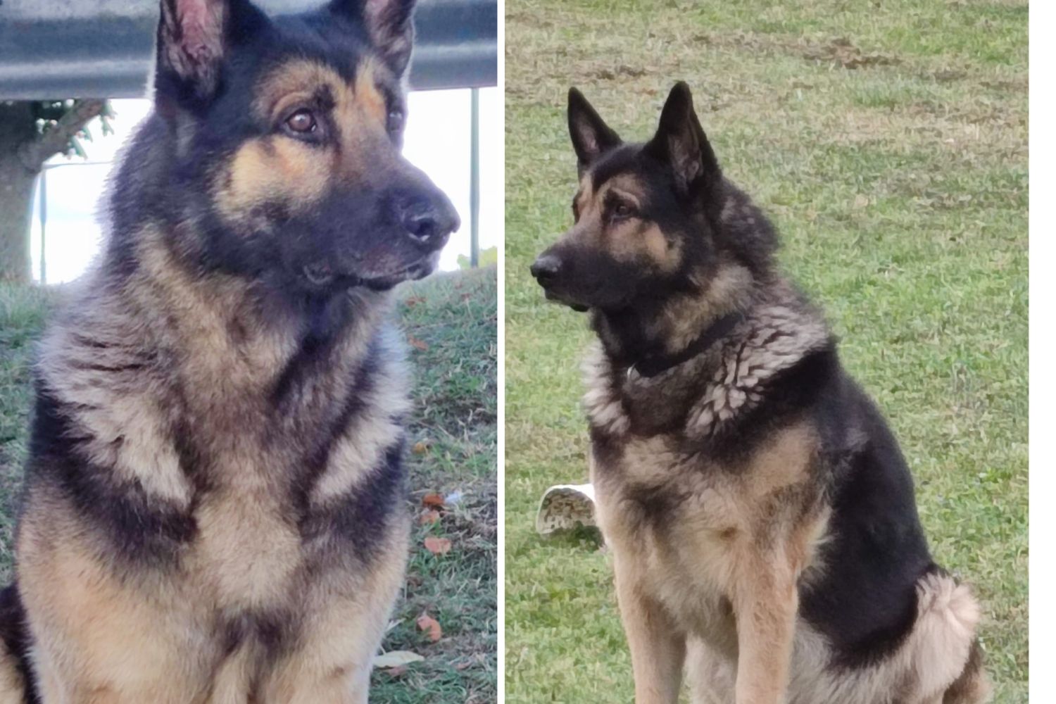 He was a big softy - owner's heartfelt tribute as community mourns the ...