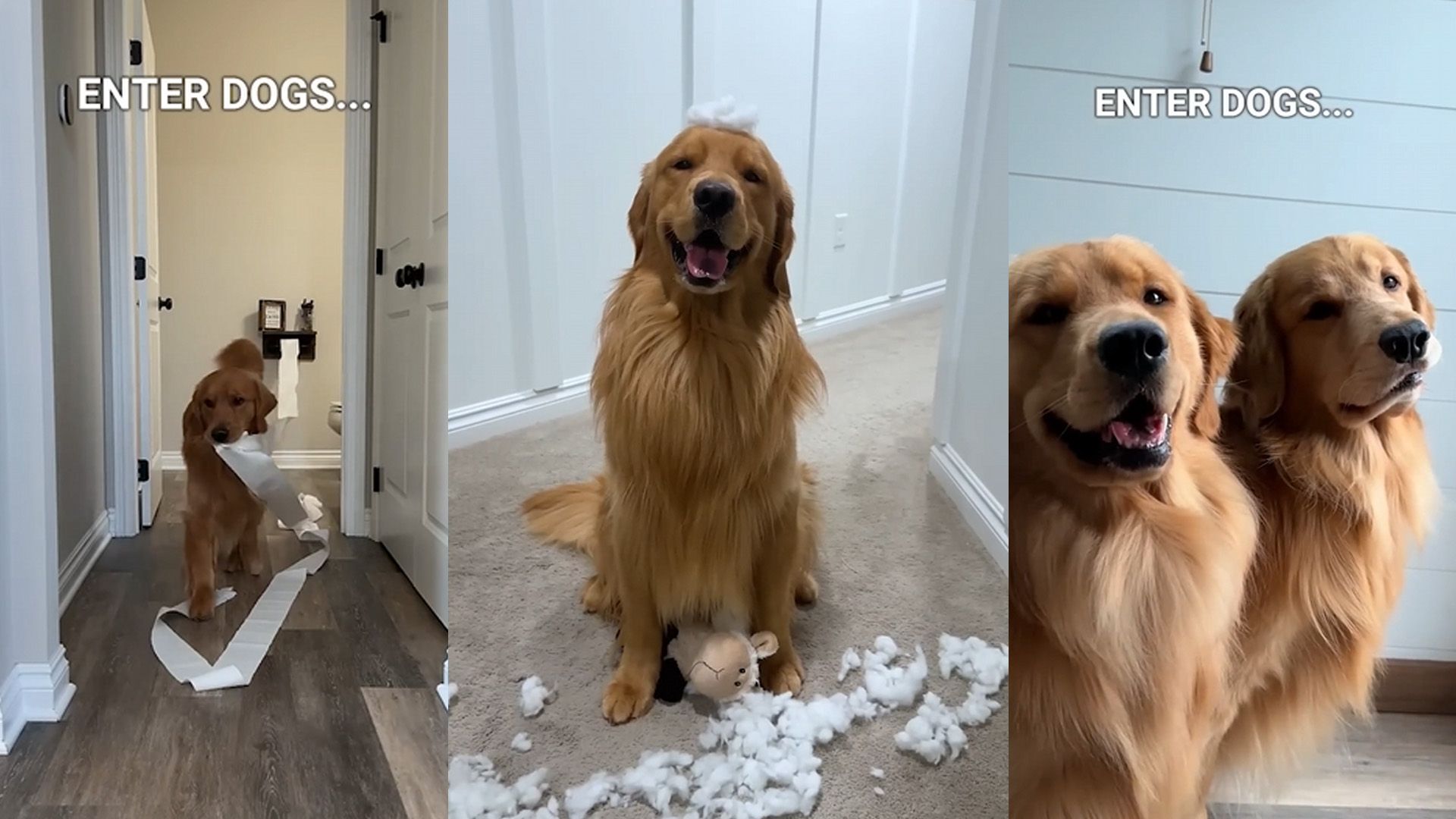 When Dogs Take Over the House